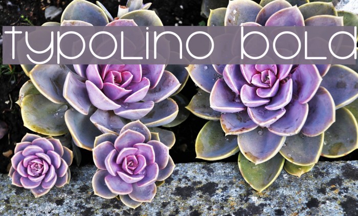 Typolino Bold Font - FFonts.net