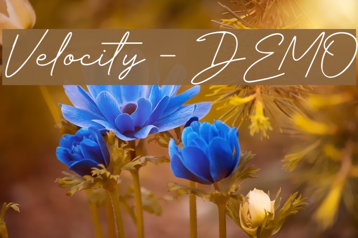 Velocity - DEMO Font - FFonts.net