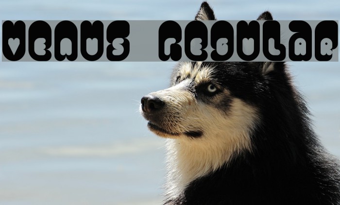 Venus Regular Font - FFonts.net