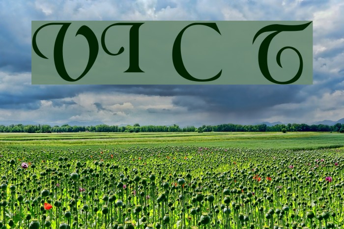 VI Chí Toàn Font - FFonts.net