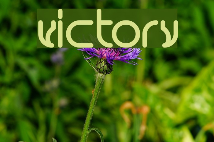 victory Font - FFonts.net