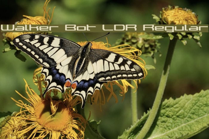 Walker Bot LDR Regular Font - FFonts.net