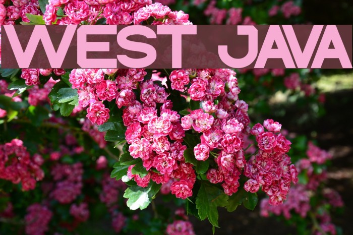WEST JAVA Font - FFonts.net