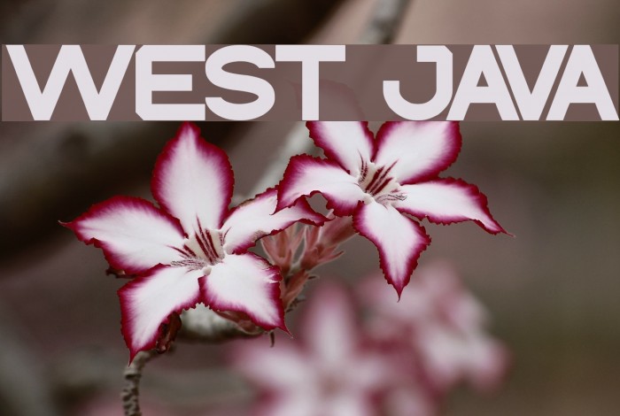 WEST JAVA Font - FFonts.net