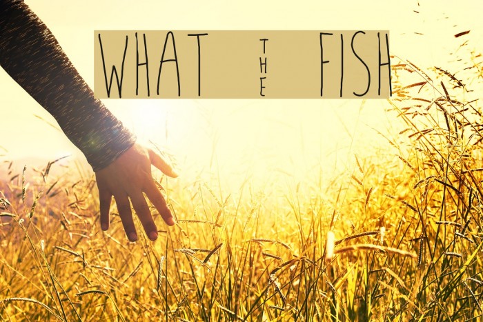 what ~ fish Font - FFonts.net
