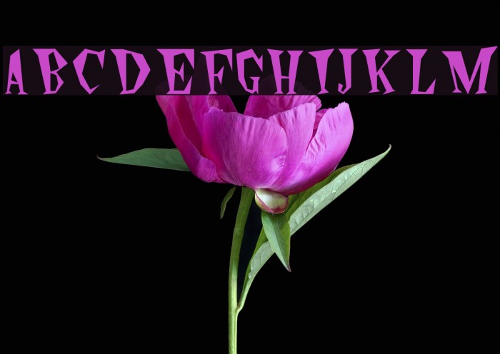 Wildside Plain Font - FFonts.net