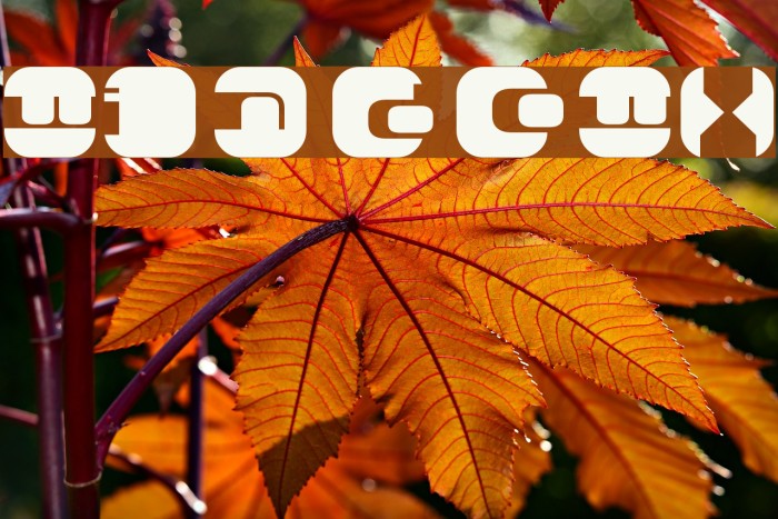 WindowX Font - FFonts.net