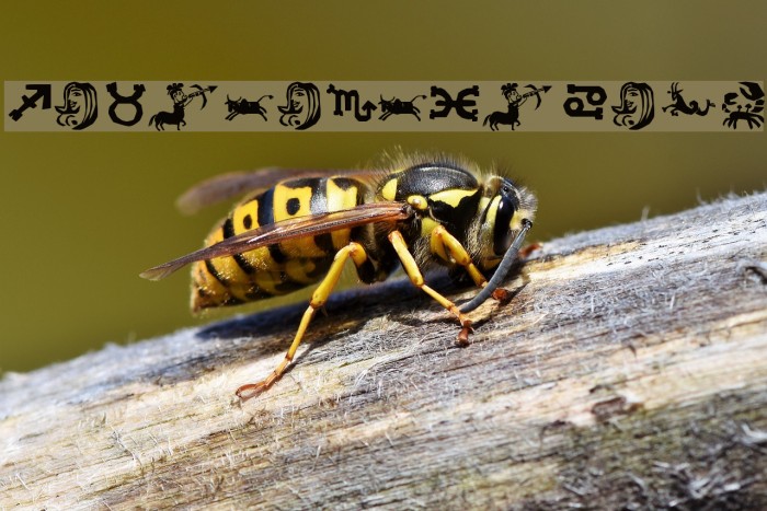 Xilo in Zodiac Font - FFonts.net