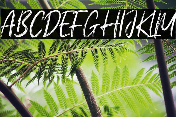 Young Robust Font - FFonts.net